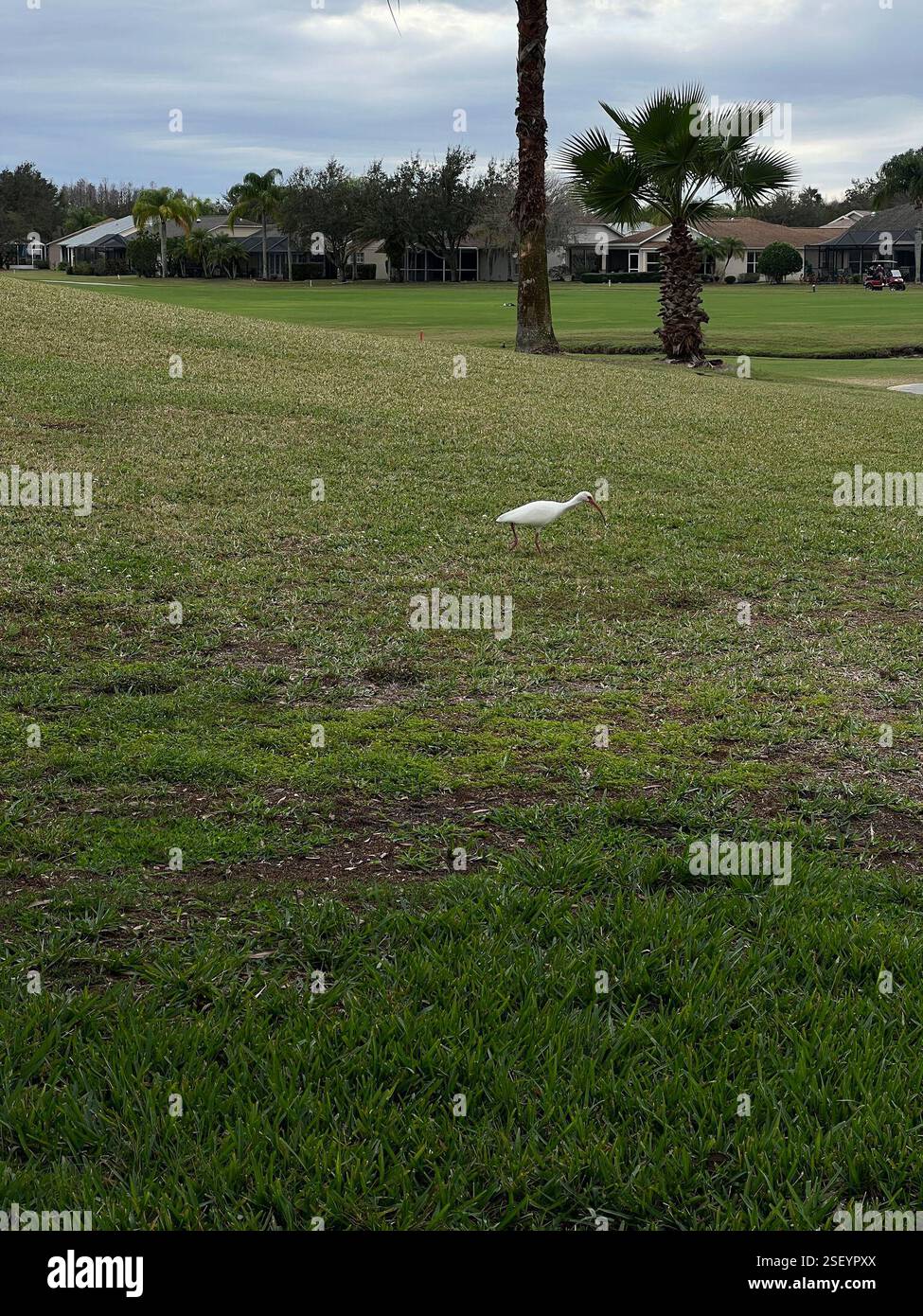 White Ibis (Eudocimus albus), Aves, Robert Trent Jones Pkwy, Trinity ...