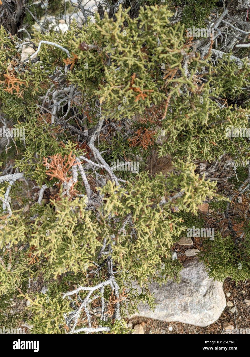 California juniper (Juniperus californica), Plantae, Riverside County ...