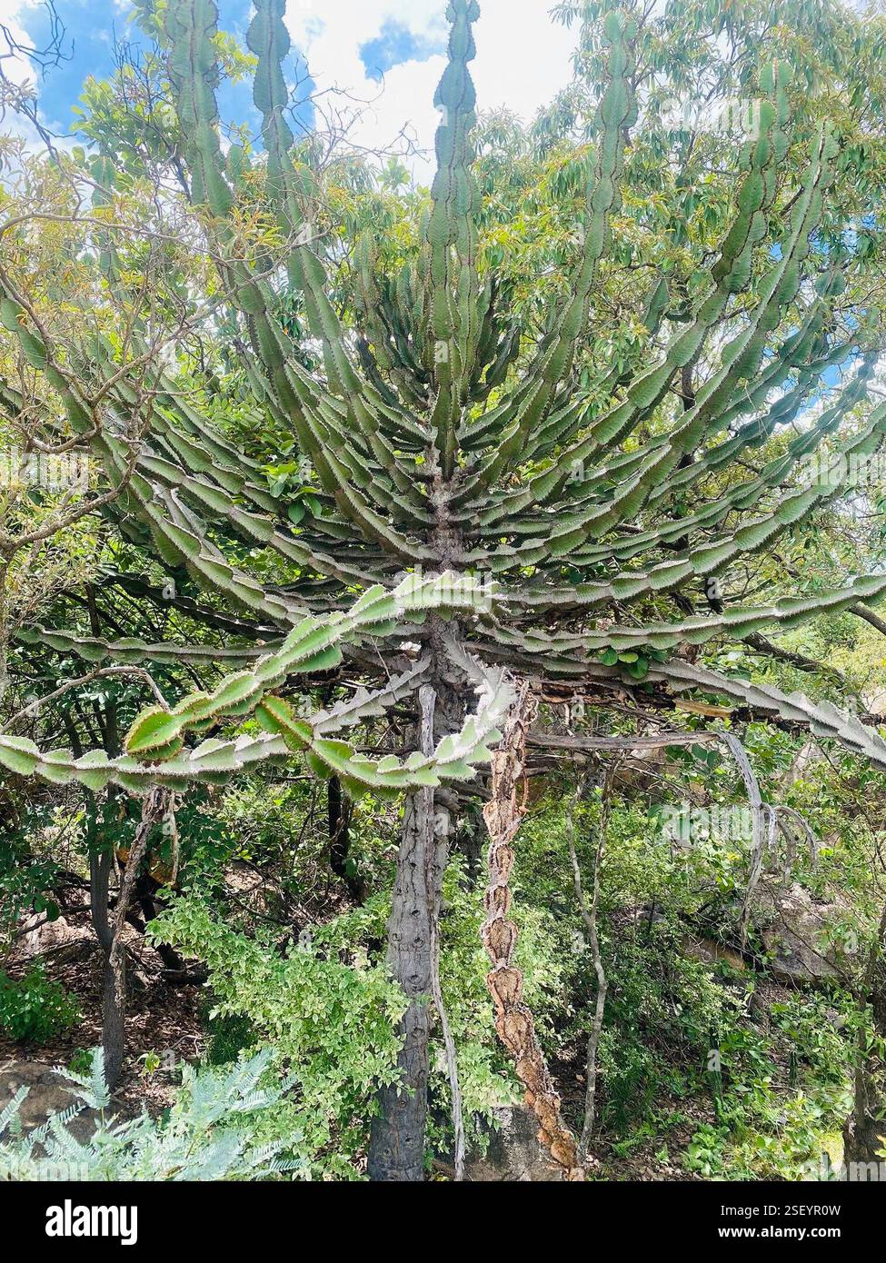 Bushveld Candelabra Tree (Euphorbia cooperi cooperi), Plantae ...