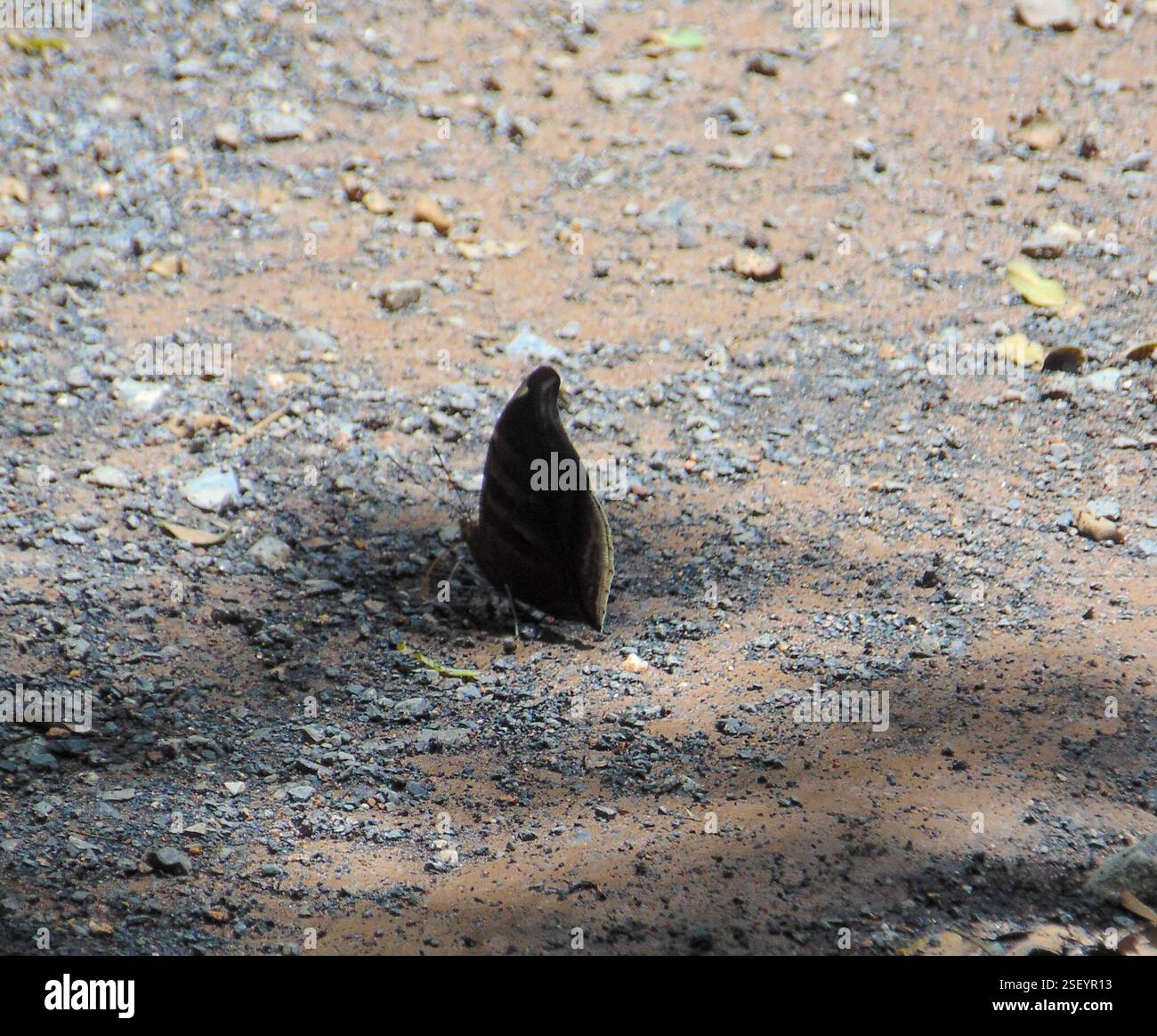 Orion Cecropian (Historis odius), Insecta, Parque Estadual da Lapa ...