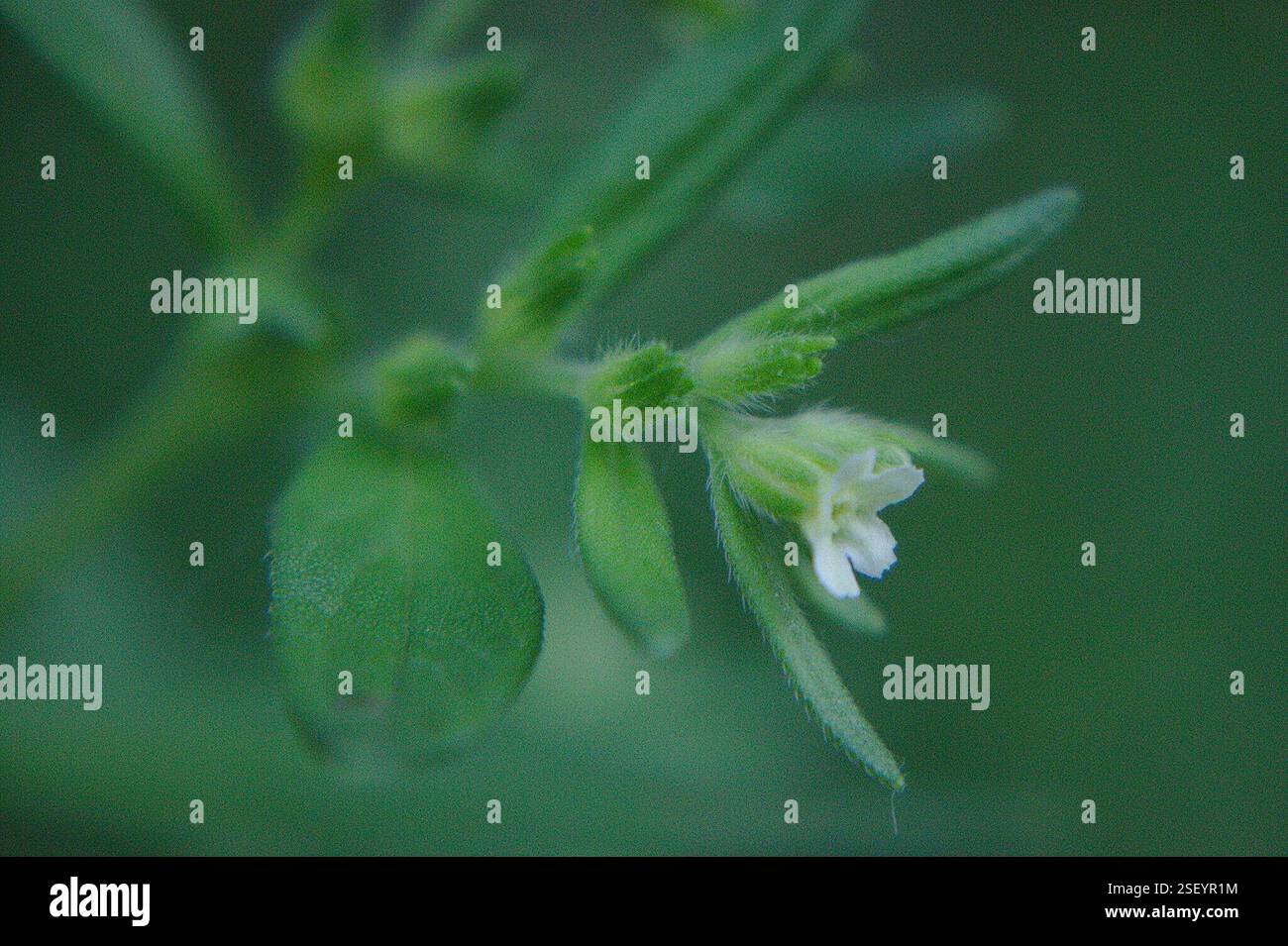 Common Gromwell (Lithospermum officinale), Plantae, Champlain, Québec ...