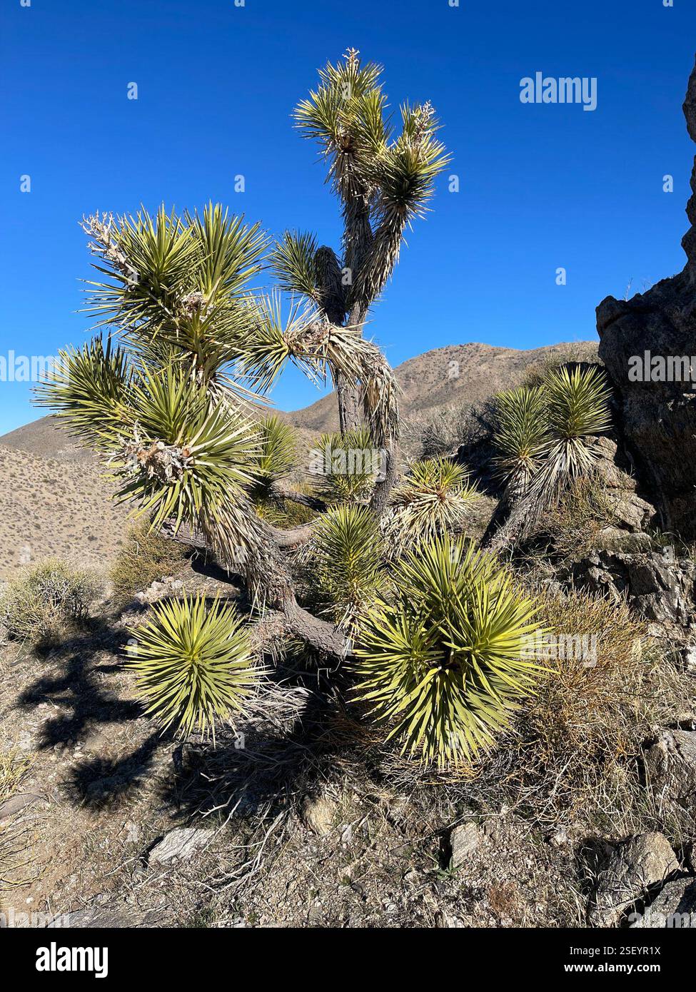 Eastern Joshua tree (Yucca jaegeriana), Plantae, Mesquite, NV, US Stock ...