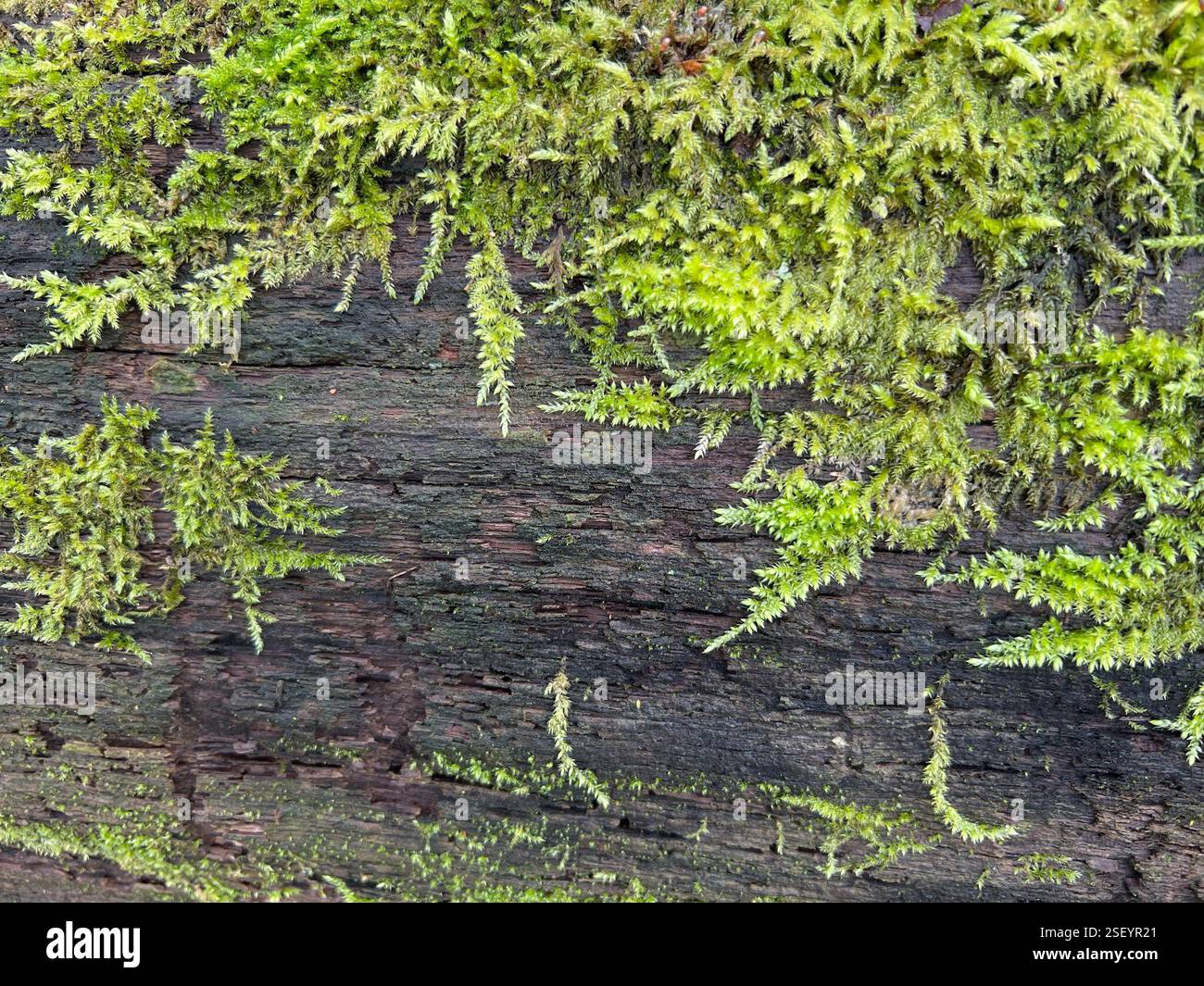 Common Feather-moss (Kindbergia praelonga), Plantae, Arterial Road ...