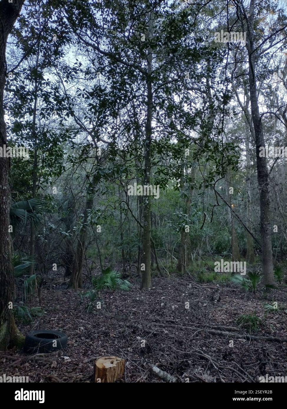 southern magnolia (Magnolia grandiflora), Plantae, Florida, US Stock ...