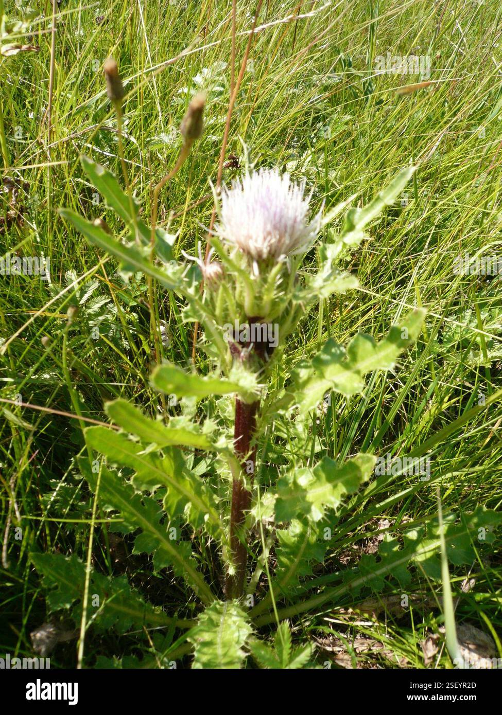 ground thistle (Cirsium esculentum), Plantae, Лямбирский р-н, Респ ...
