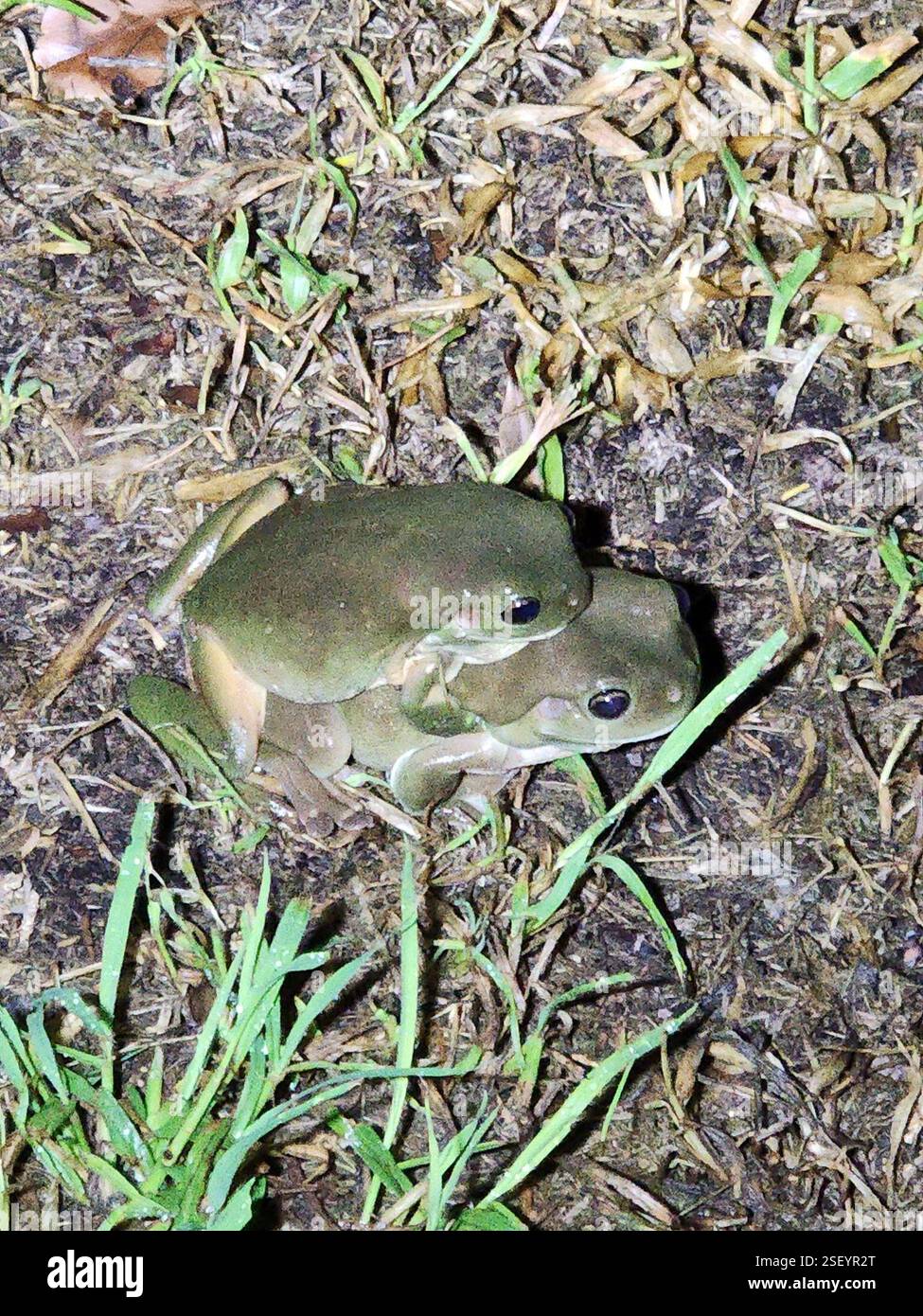Australian Green Tree Frog (Ranoidea caerulea), Amphibia, Bouldercombe ...