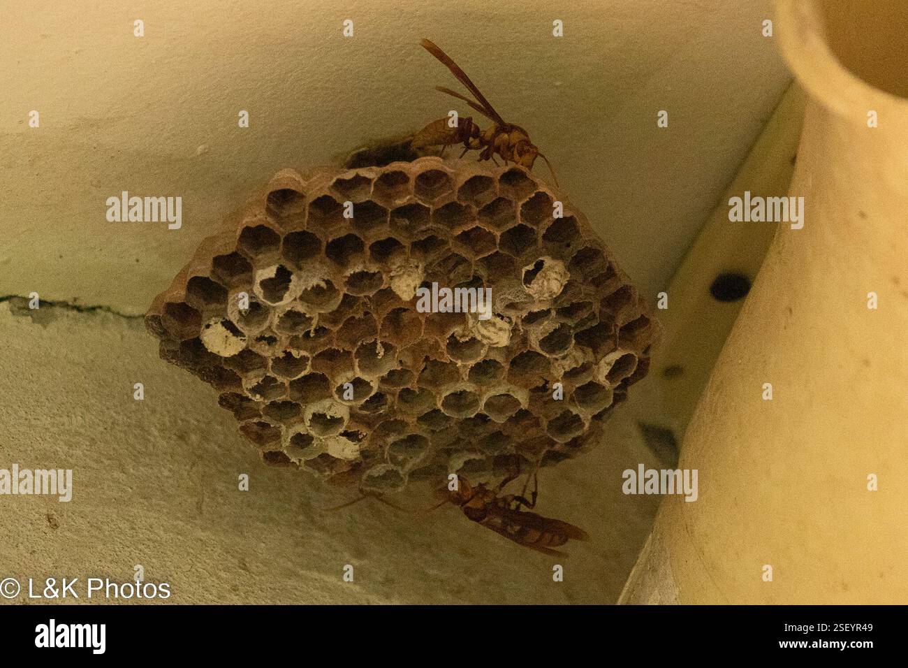 Executioner Wasp (Polistes carnifex), Insecta, Belize District, Belize ...