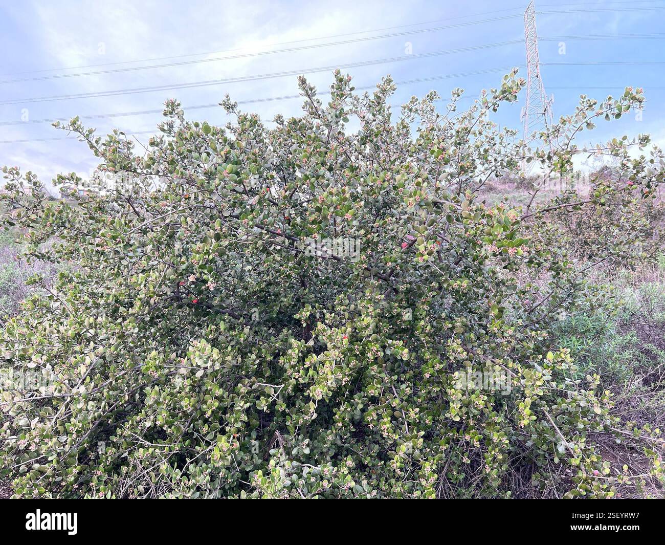 lemonade berry (Rhus integrifolia), Plantae, Orange, CA, USA Stock Photo - Alamy