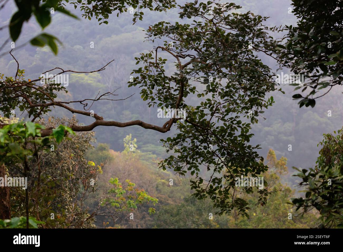 The pristine rain forest at Fringeford. a nature preserve and lodge ...