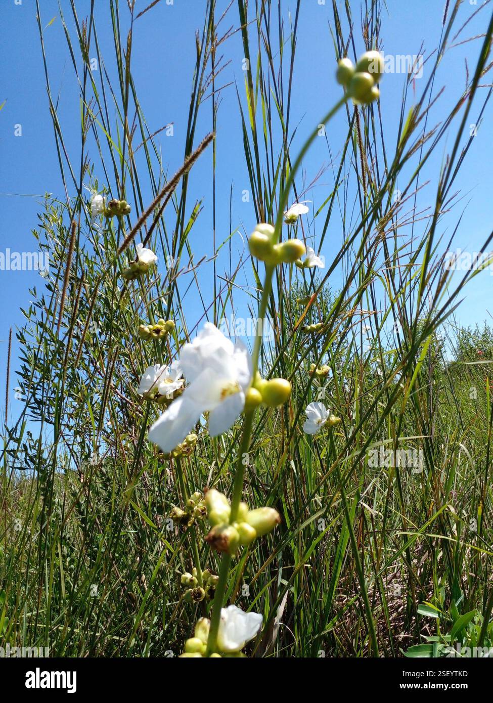 monocots (Liliopsida), Plantae, Paraguay Stock Photo - Alamy