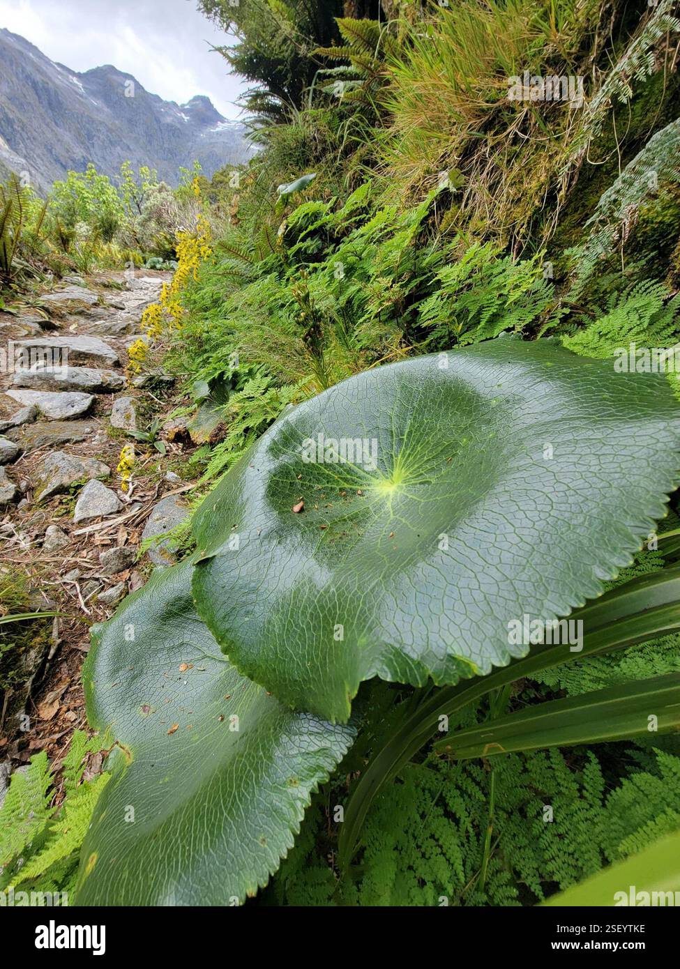 Mount Cook lily (Ranunculus lyallii), Plantae, 9679, New Zealand Stock ...