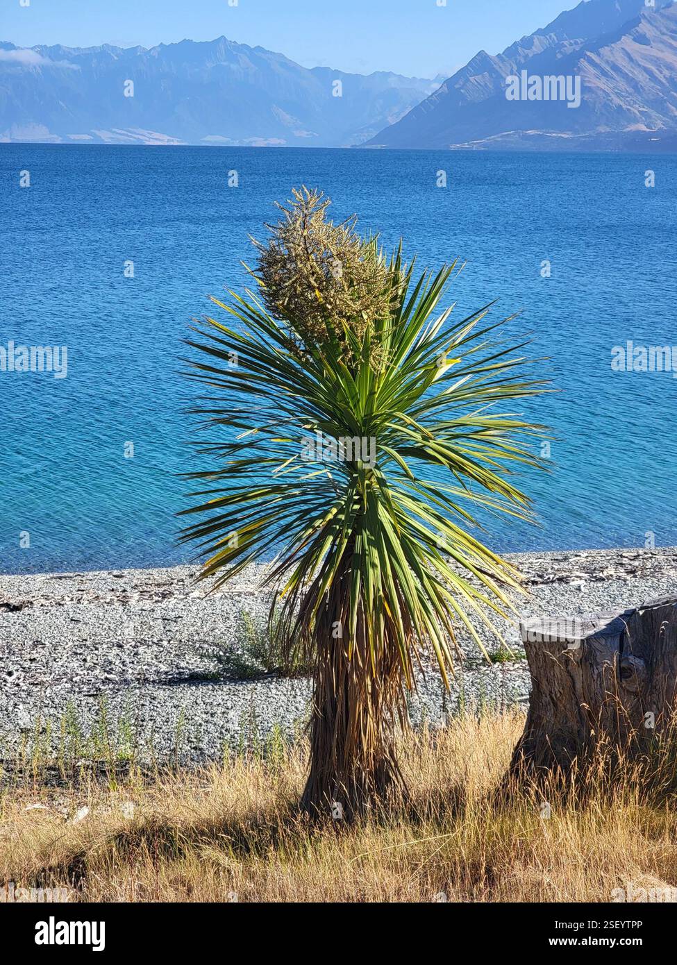 New Zealand cabbage tree (Cordyline australis), Plantae, Lake Hāwea ...