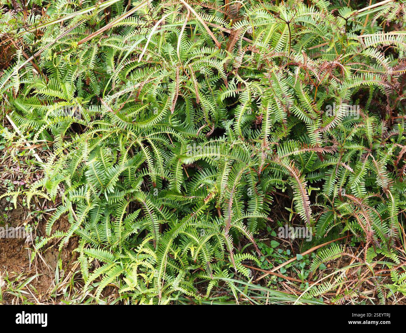 false staghorn fern (Dicranopteris linearis), Plantae, 台灣台北 Stock Photo ...