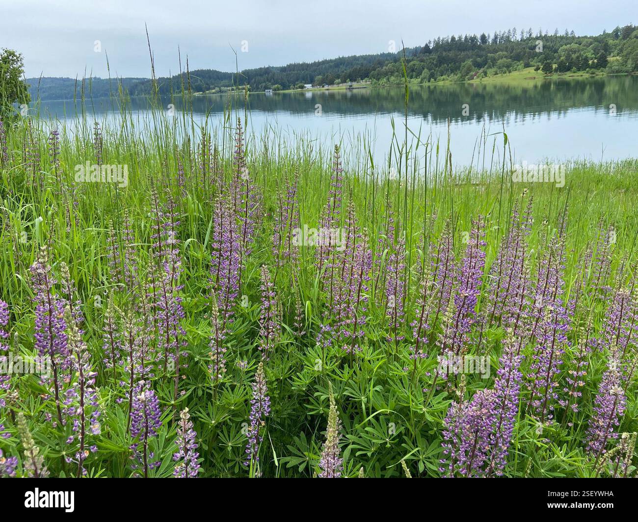 lupines (Lupinus), Plantae, Oregon, US Stock Photo - Alamy