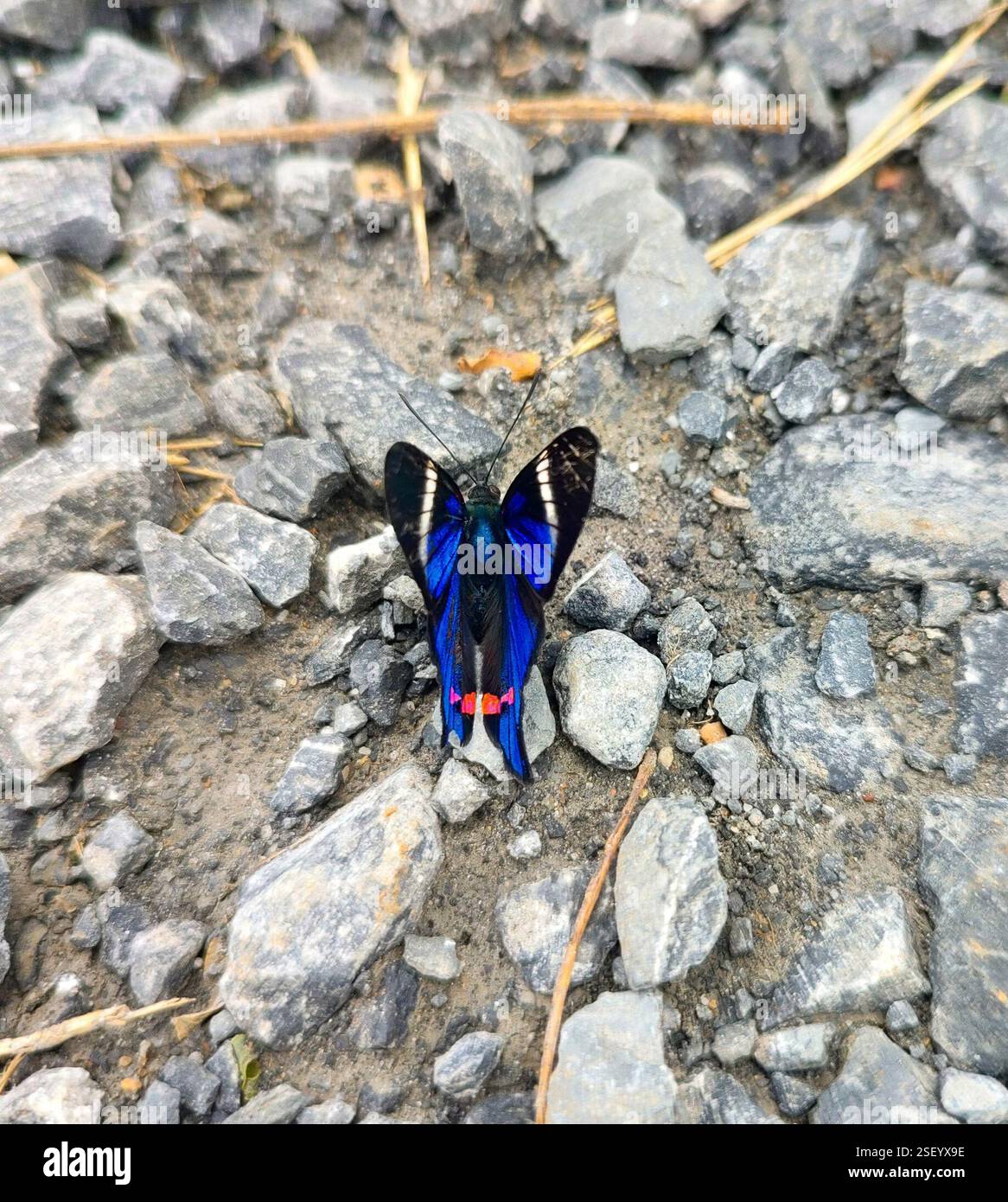 (Rhetus periander arthuriana), Insecta, Ibituruna Stock Photo - Alamy