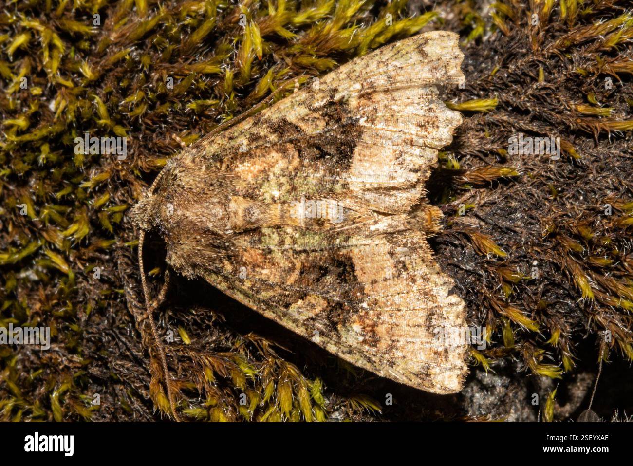 (Meterana), Insecta, Southland District, Southland, New Zealand ...