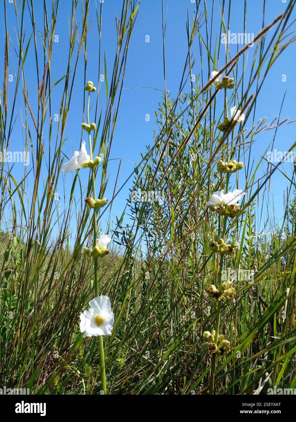 monocots (Liliopsida), Plantae, Paraguay Stock Photo - Alamy