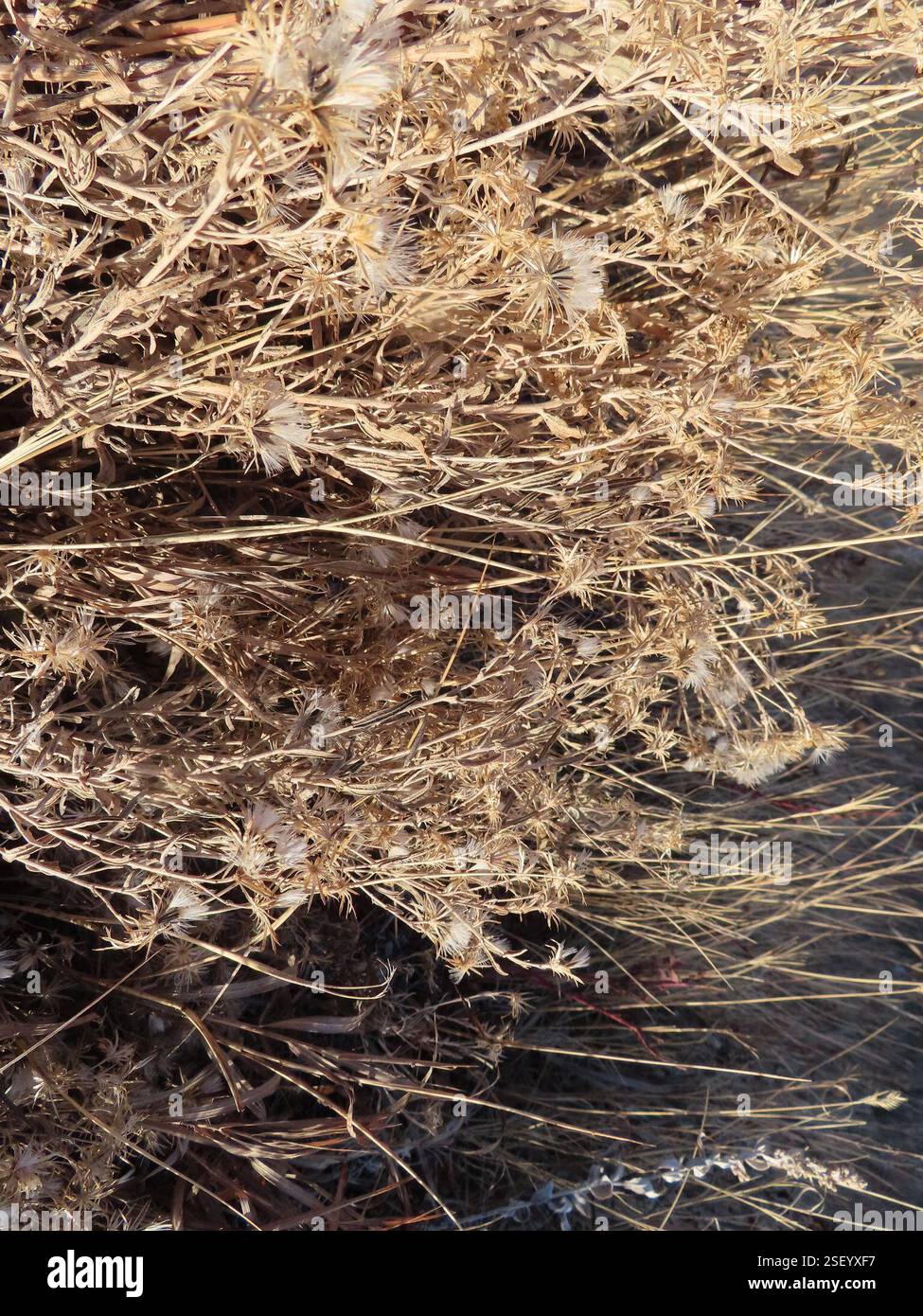 (Asteroideae), Plantae, Custer County, SD, USA Stock Photo - Alamy