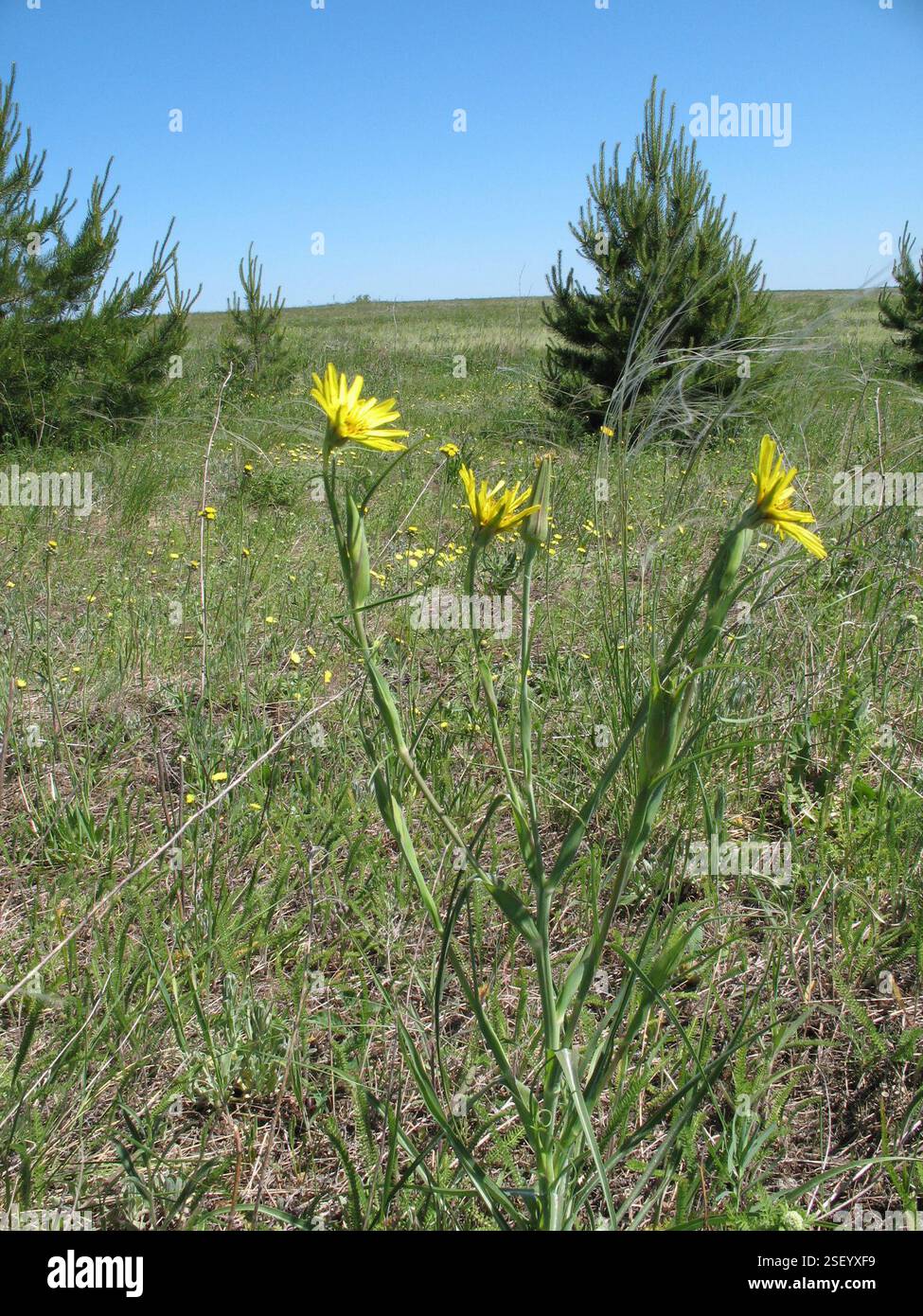 Salsifies (Tragopogon), Plantae, Неверкинский р-н, Пензенская обл ...