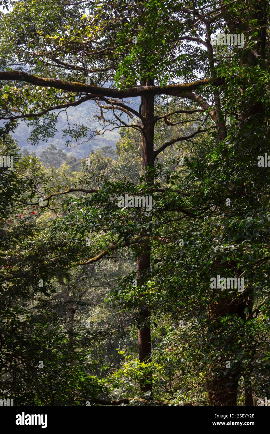The pristine rain forest reserve at Fringeford, a nature preserve and ...