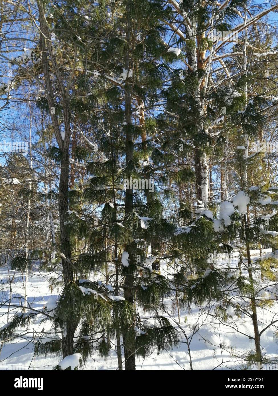 Siberian pine (Pinus sibirica), Plantae, Иркутская обл., Россия, 665490 ...