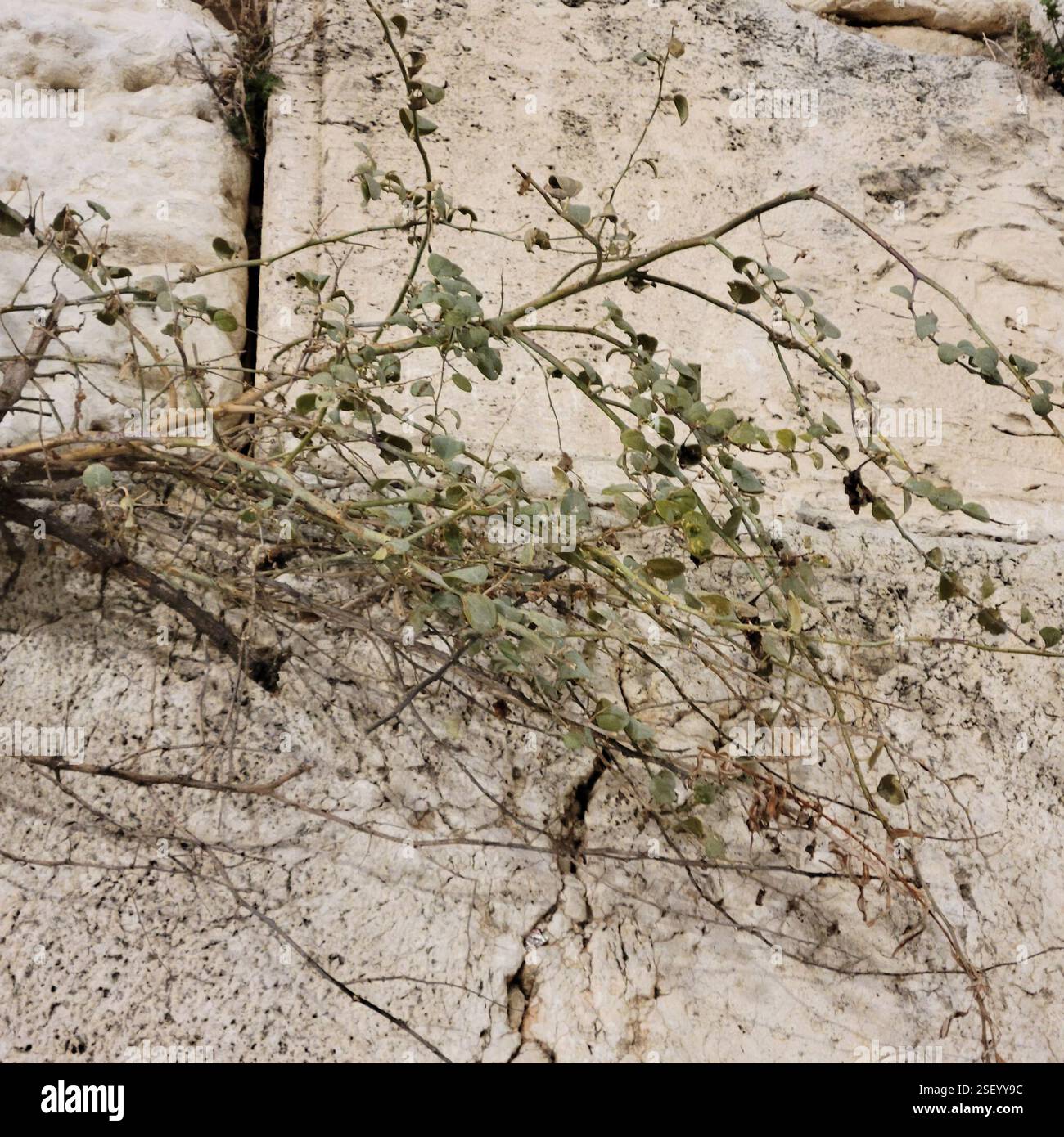 Egyptian Caper (Capparis zoharyi), Plantae, The Jewish Quarter ...