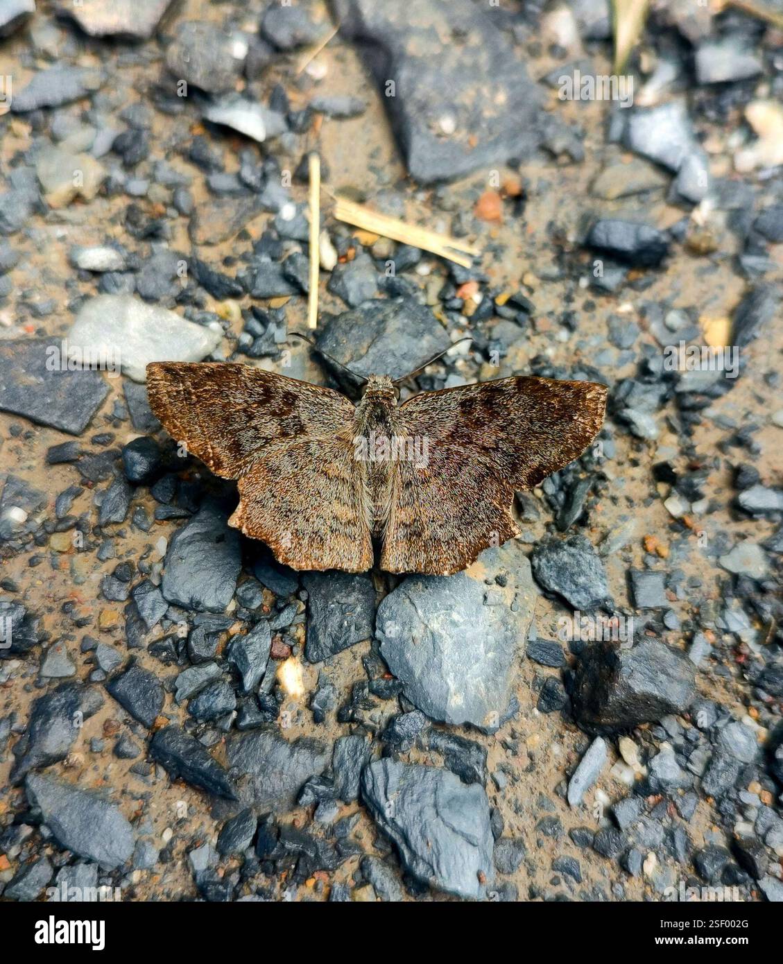 Common Spurwing (Antigonus erosus), Insecta, Ibituruna Stock Photo - Alamy