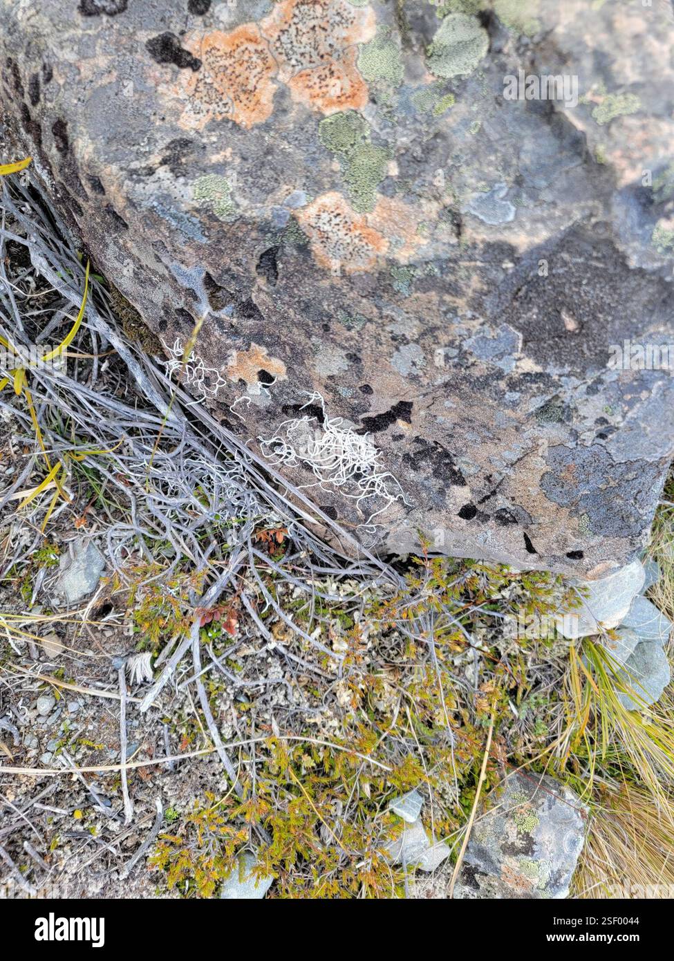 Whiteworm Lichen (Thamnolia vermicularis), Fungi, 9412, New Zealand ...
