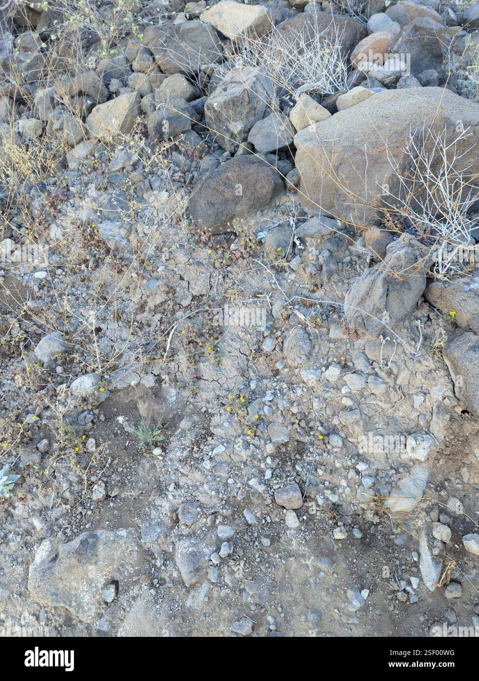 La Laguna rockdaisy (Perityle cuneata), Plantae, La Paz, MX-BS, MX ...