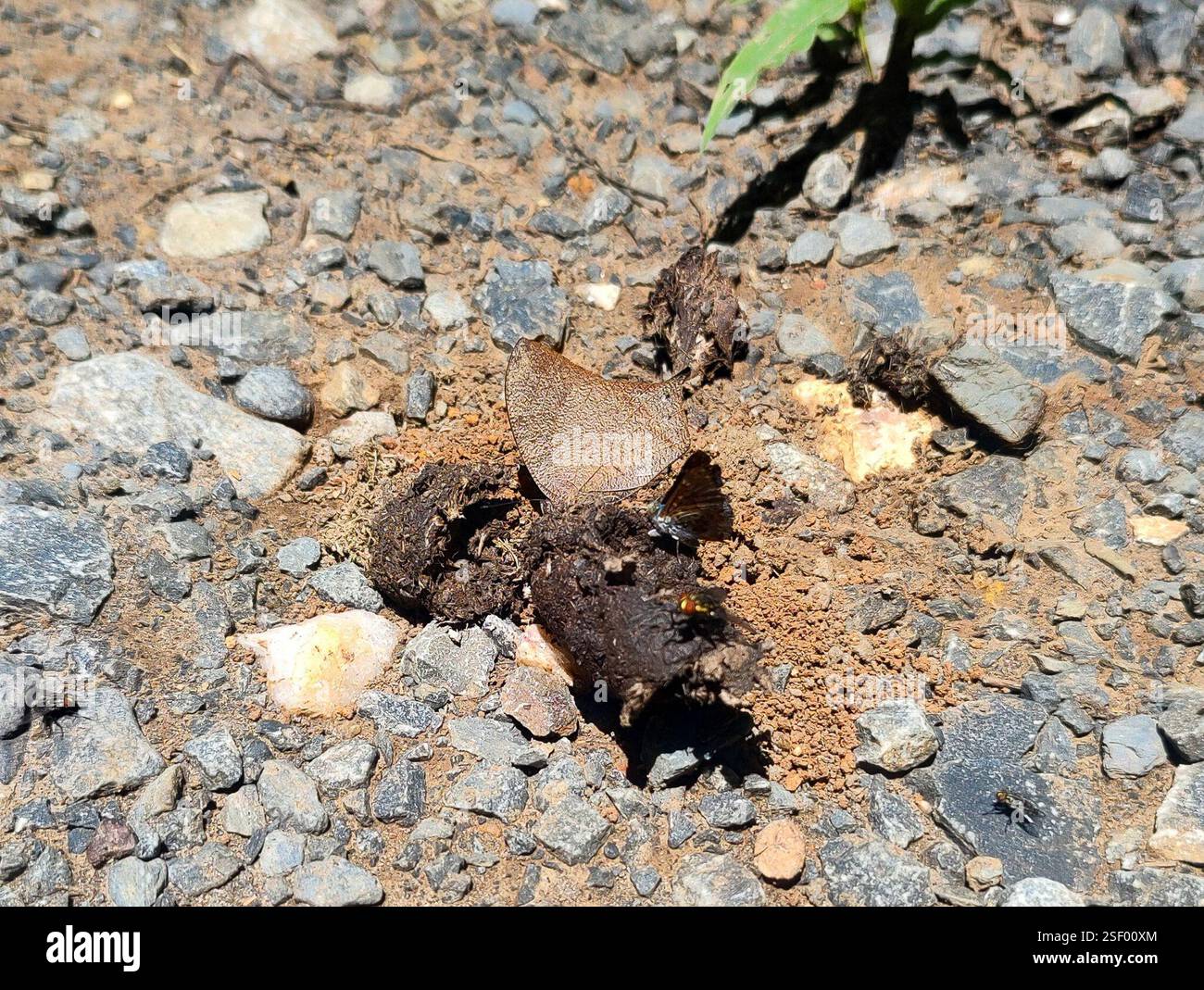 Pear-winged Leafwing Butterfly (Fountainea halice), Insecta, Ibituruna ...