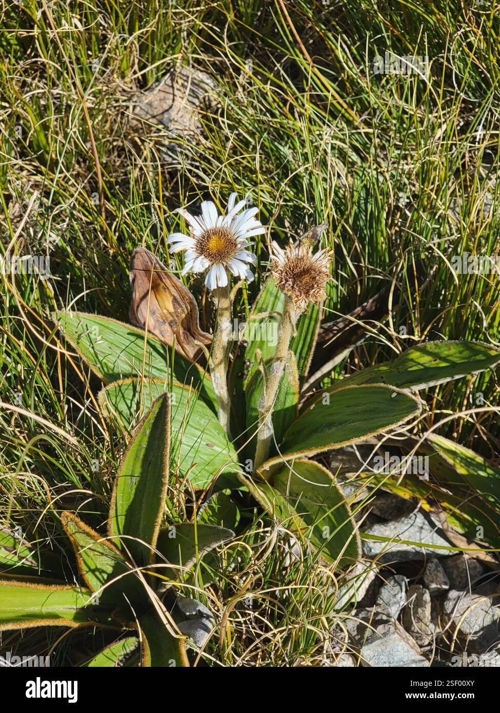 Mountain Daisy (Celmisia traversii), Plantae, Fiordland, NZ-SO-SL, NZ ...