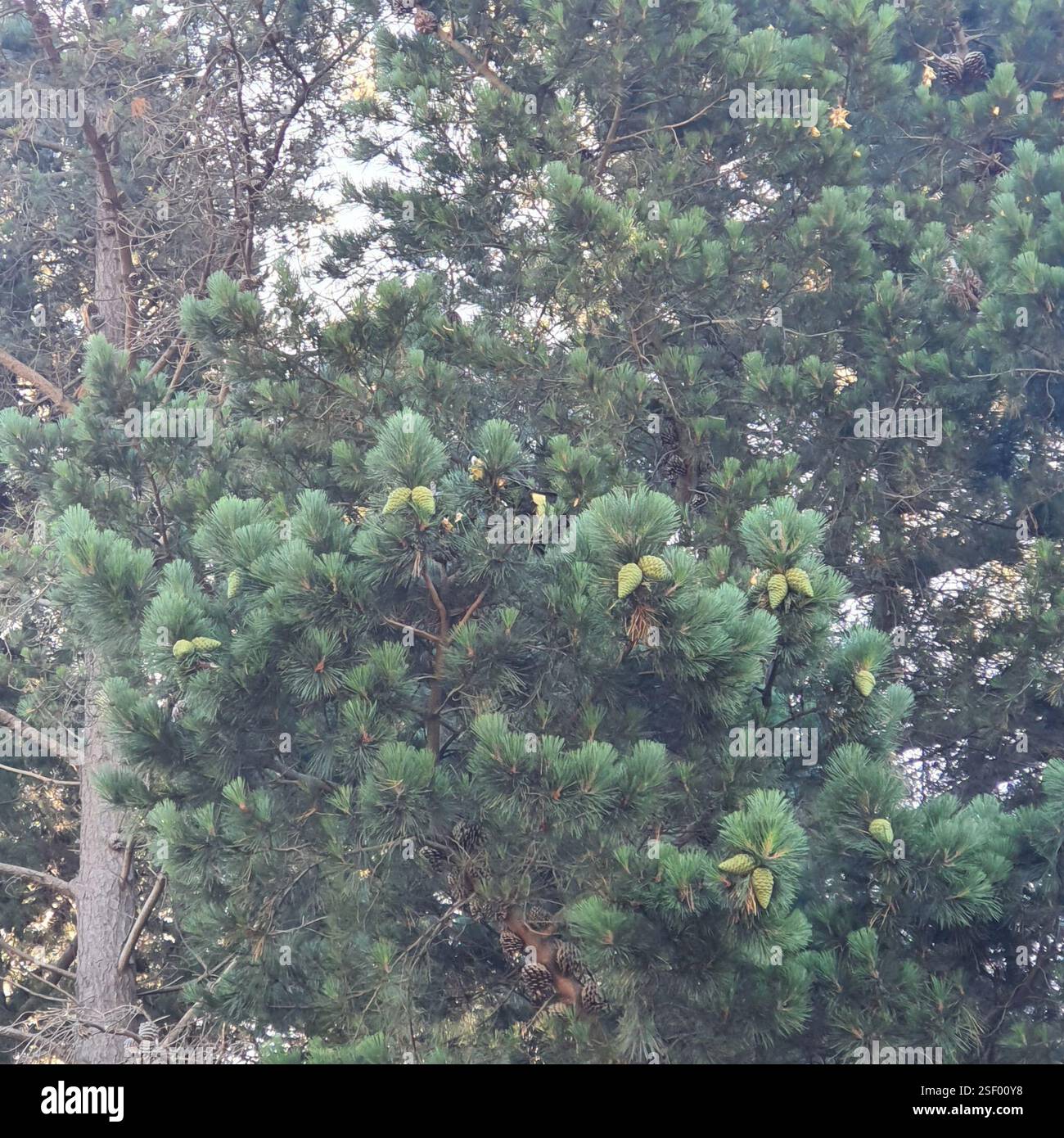 Yellow-tailed Black Cockatoo (Zanda funerea), Aves, Hobart TAS 7000 ...