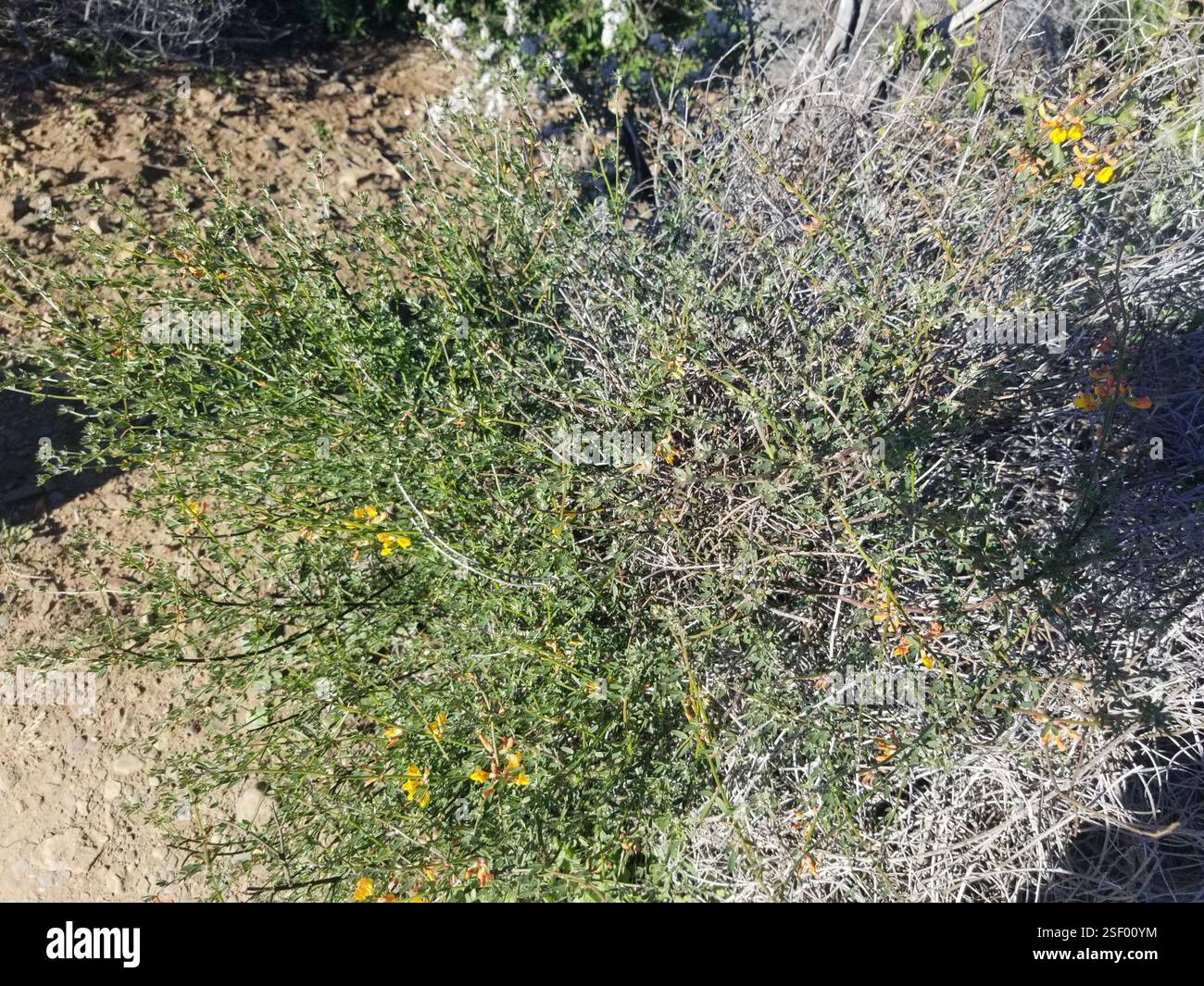 deerweed (Acmispon glaber), Plantae, Malibu, CA 90265, USA Stock Photo ...
