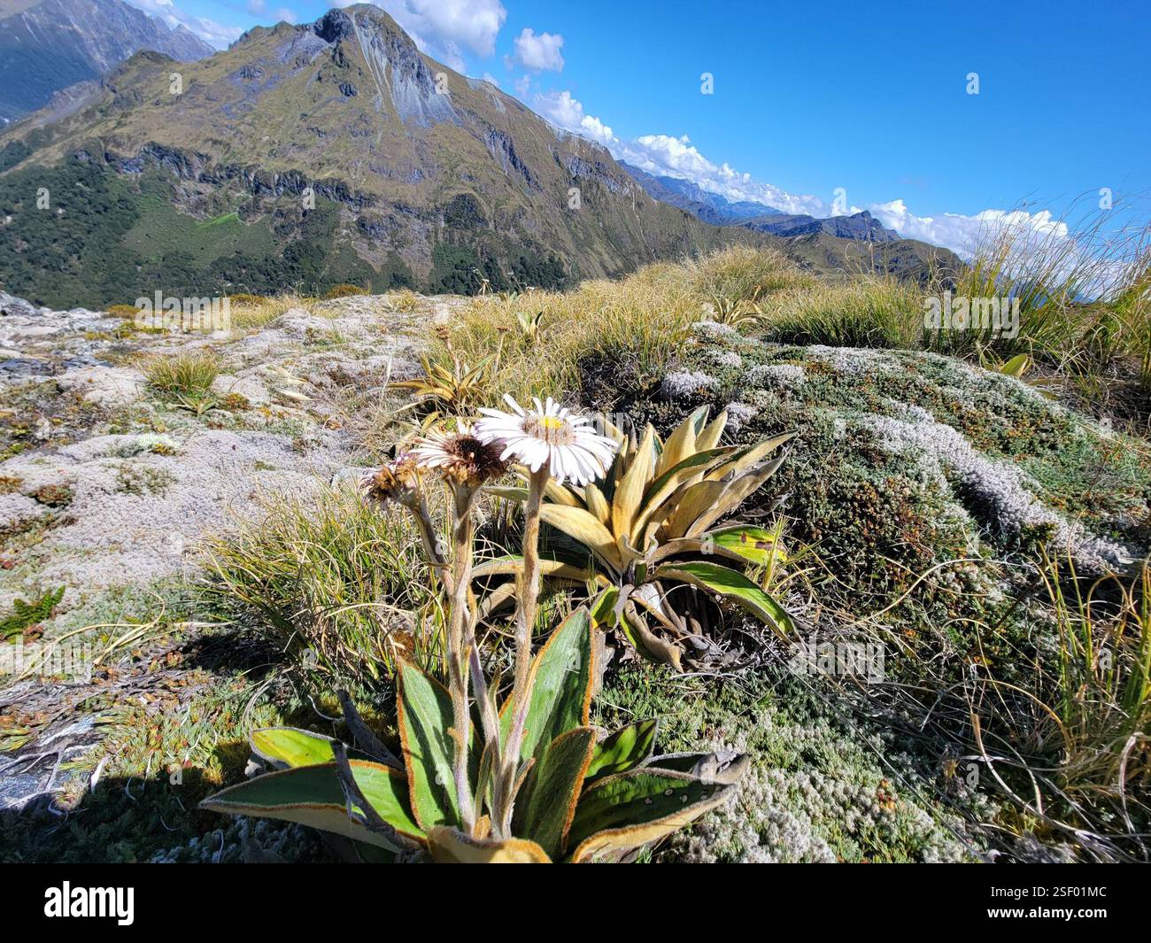 Mountain Daisy (Celmisia traversii), Plantae, Fiordland, NZ-SO-SL, NZ ...