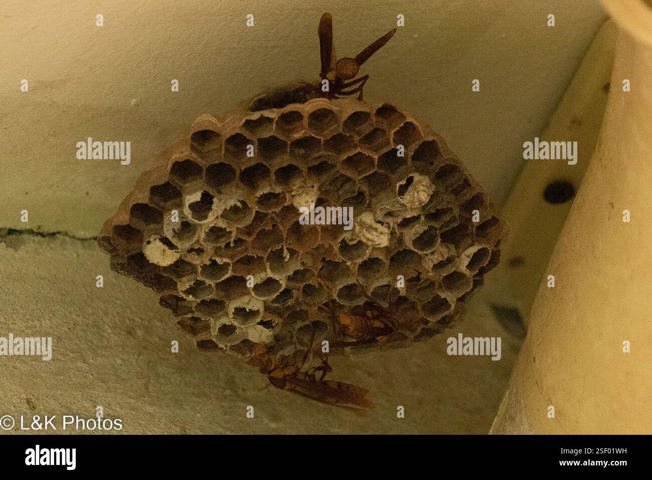 Executioner Wasp (Polistes carnifex), Insecta, Belize District, Belize ...