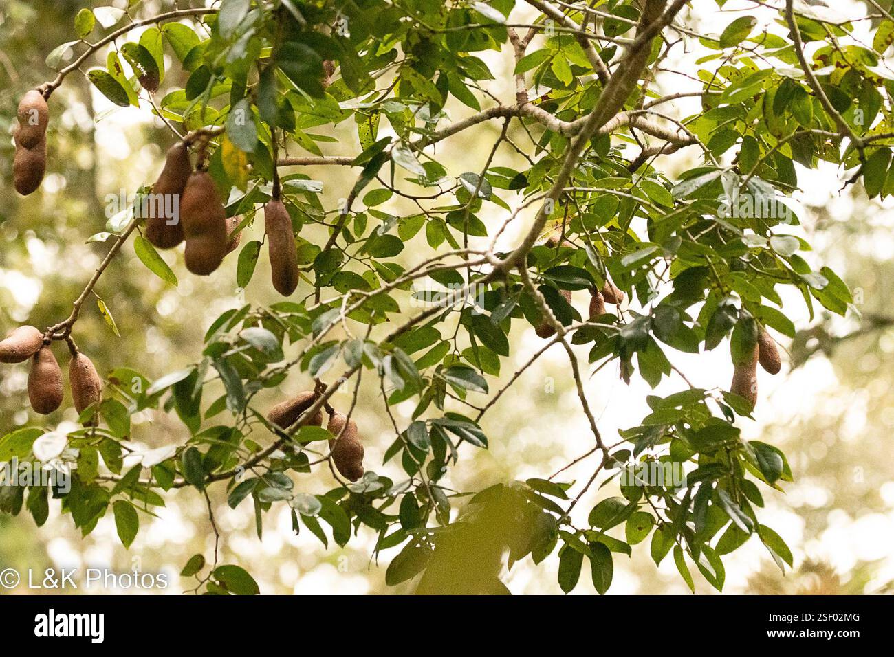 legumes (Fabaceae), Plantae, Crooked Tree, Belize Stock Photo - Alamy