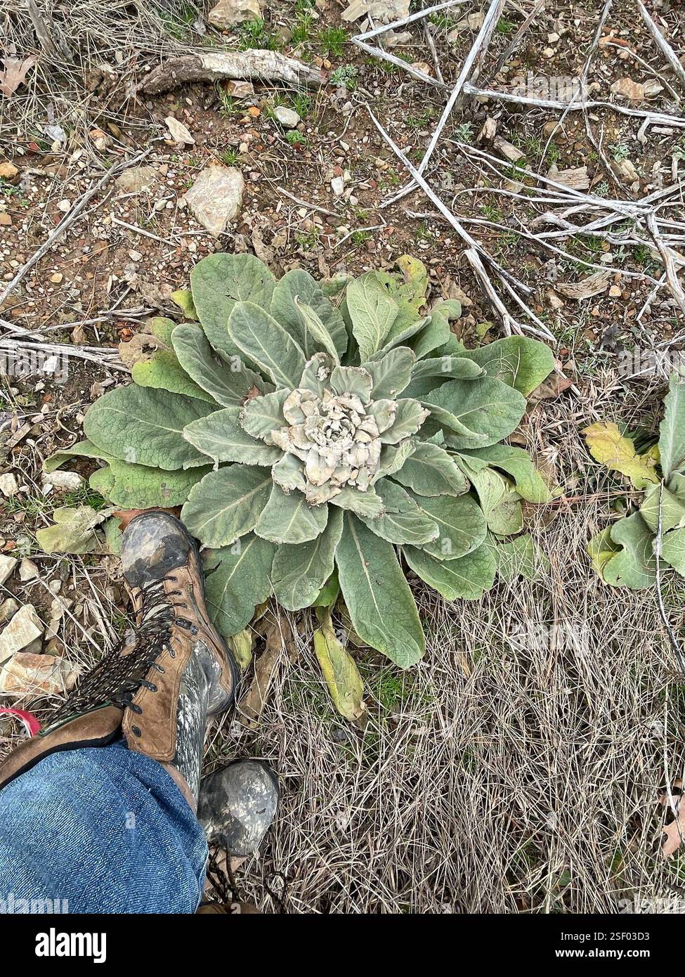 great mullein (Verbascum thapsus), Plantae, North Carolina, US, Edge of ...