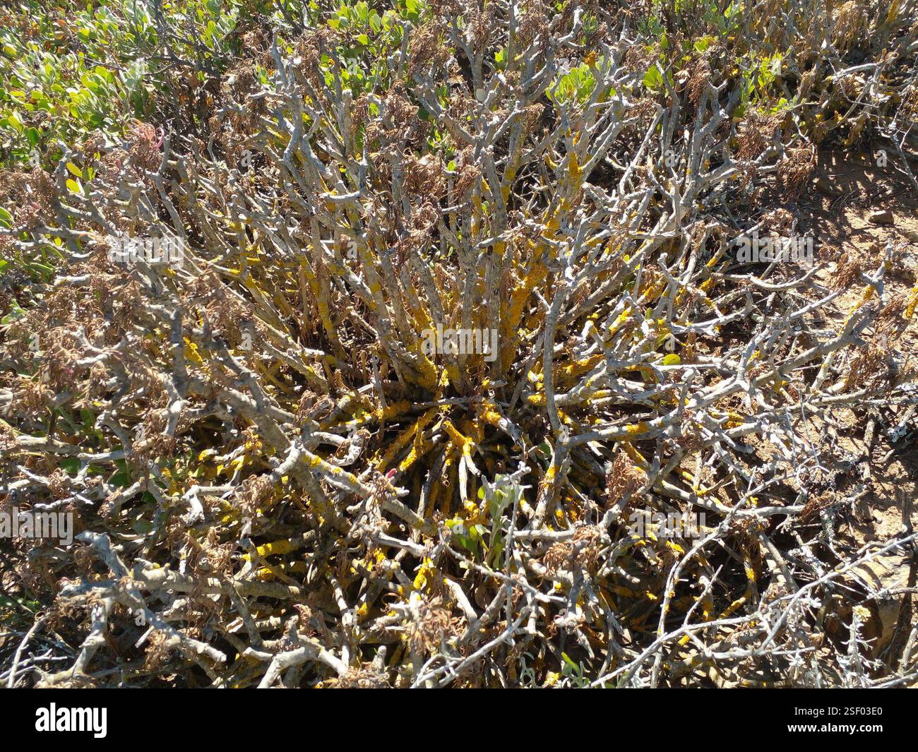 common lichens (Lecanoromycetes), Fungi, Unnamed Road, Cape Farms, Cape ...