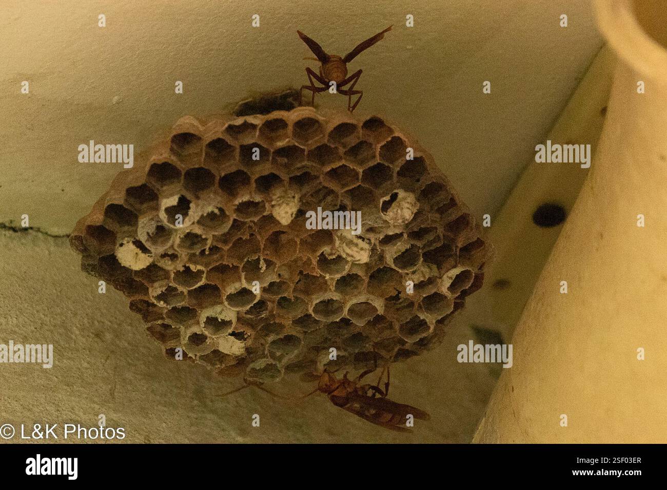 Executioner Wasp (Polistes carnifex), Insecta, Belize District, Belize ...