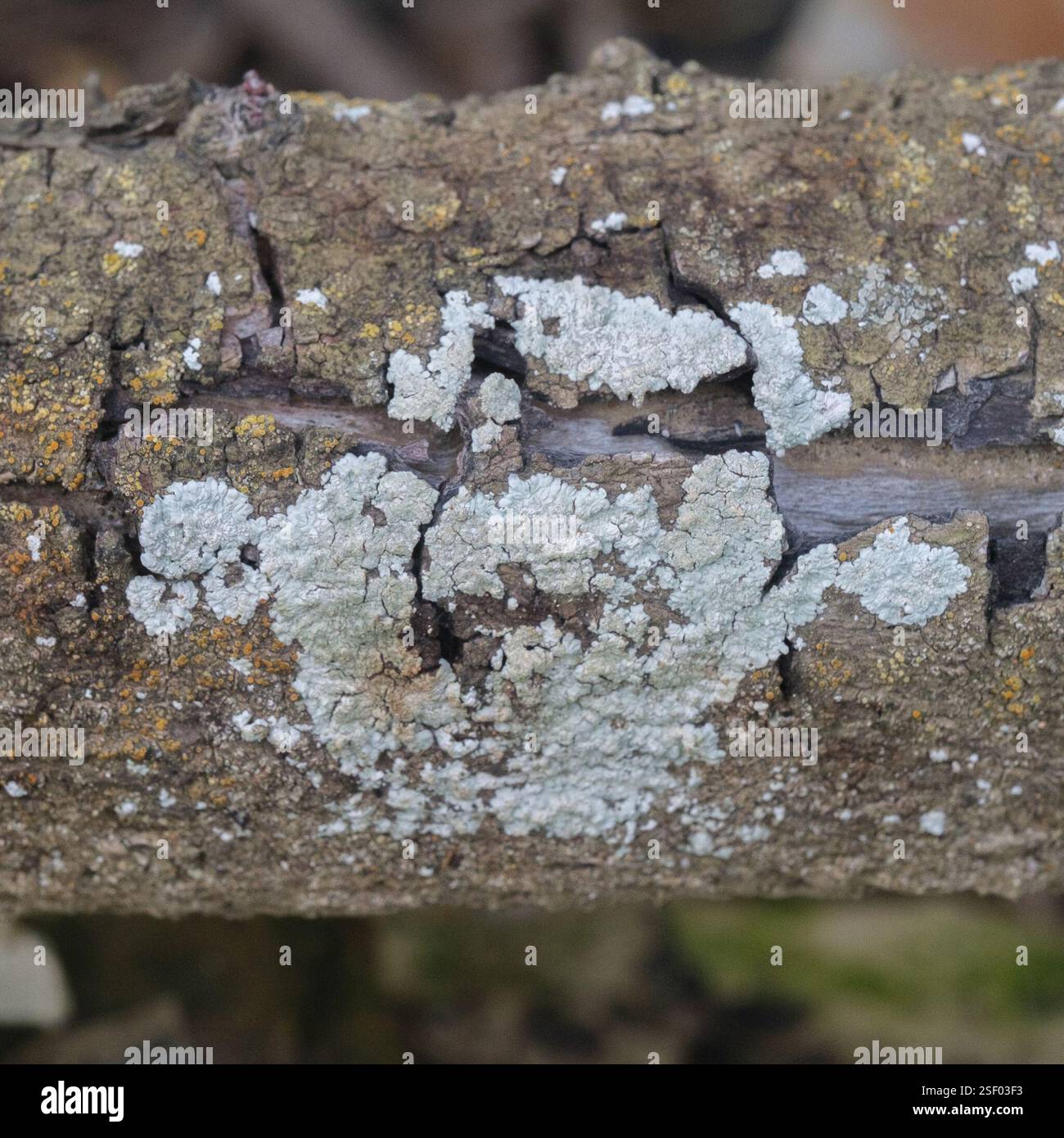 common lichens (Lecanoromycetes), Fungi, Abalone Cove Beach, California ...