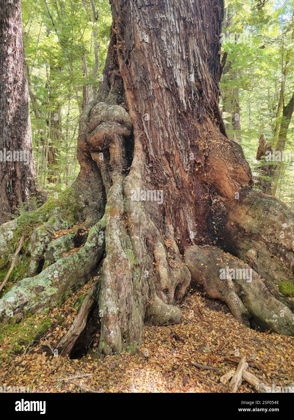 Red Beech (Nothofagus fusca), Plantae, Mavora, New Zealand Stock Photo ...