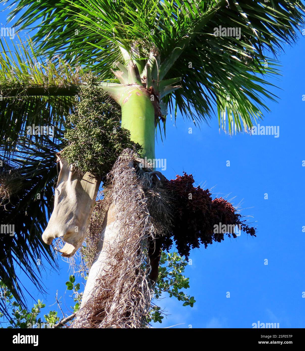 Royal Palm (Roystonea regia), Plantae, Carretera Candelaria Soroa, Pinar del Río, CU, Cuban ...