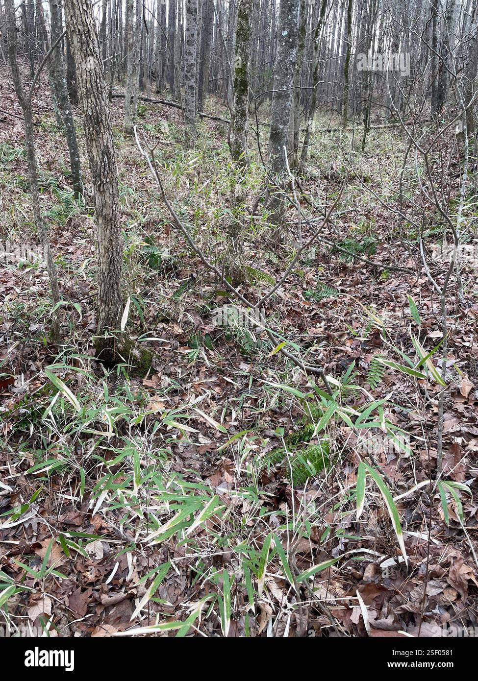 switch cane (Arundinaria tecta), Plantae, North Carolina, US, Wooded ...