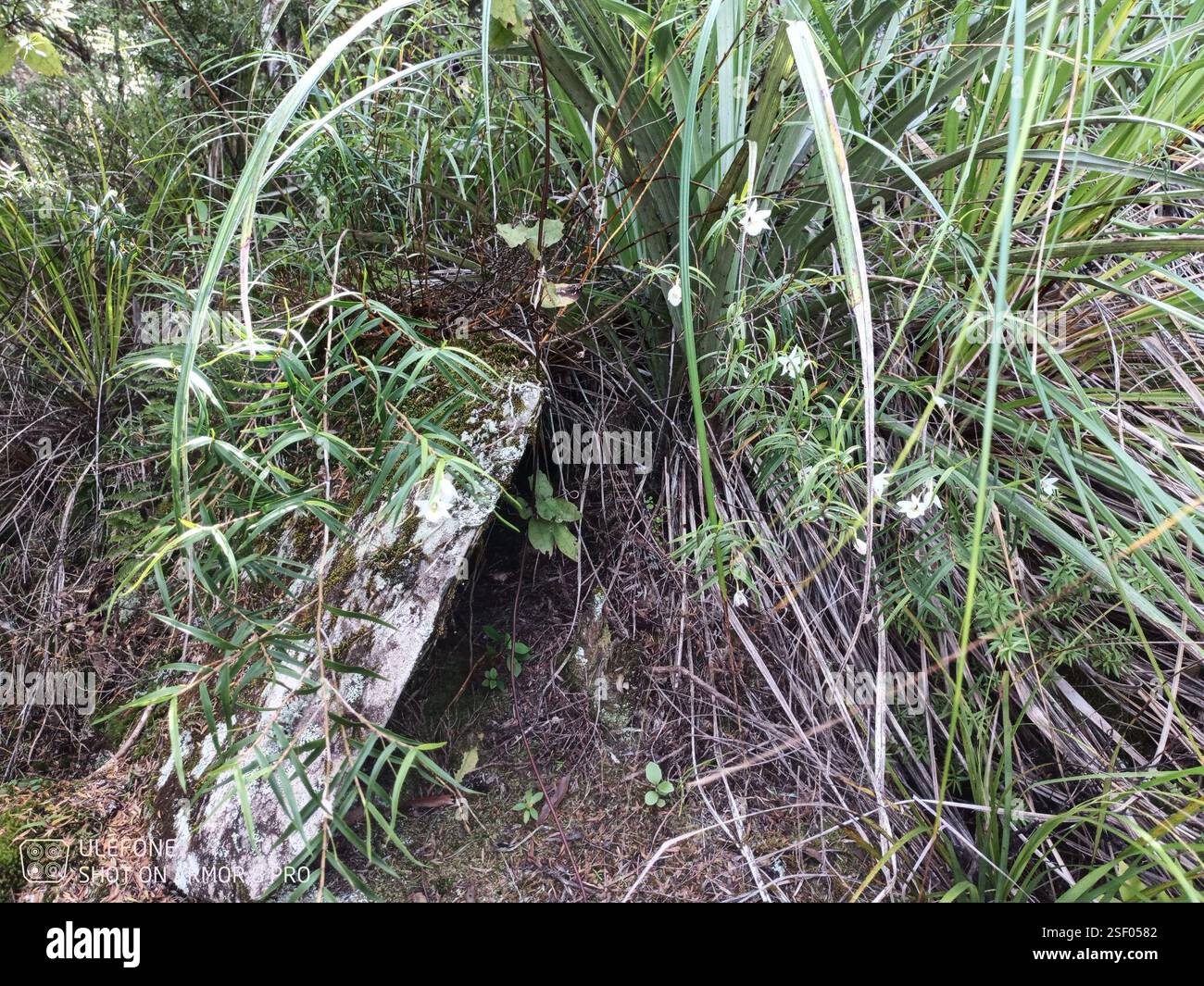 Winika (Dendrobium cunninghamii), Plantae, 0991, New Zealand Stock ...