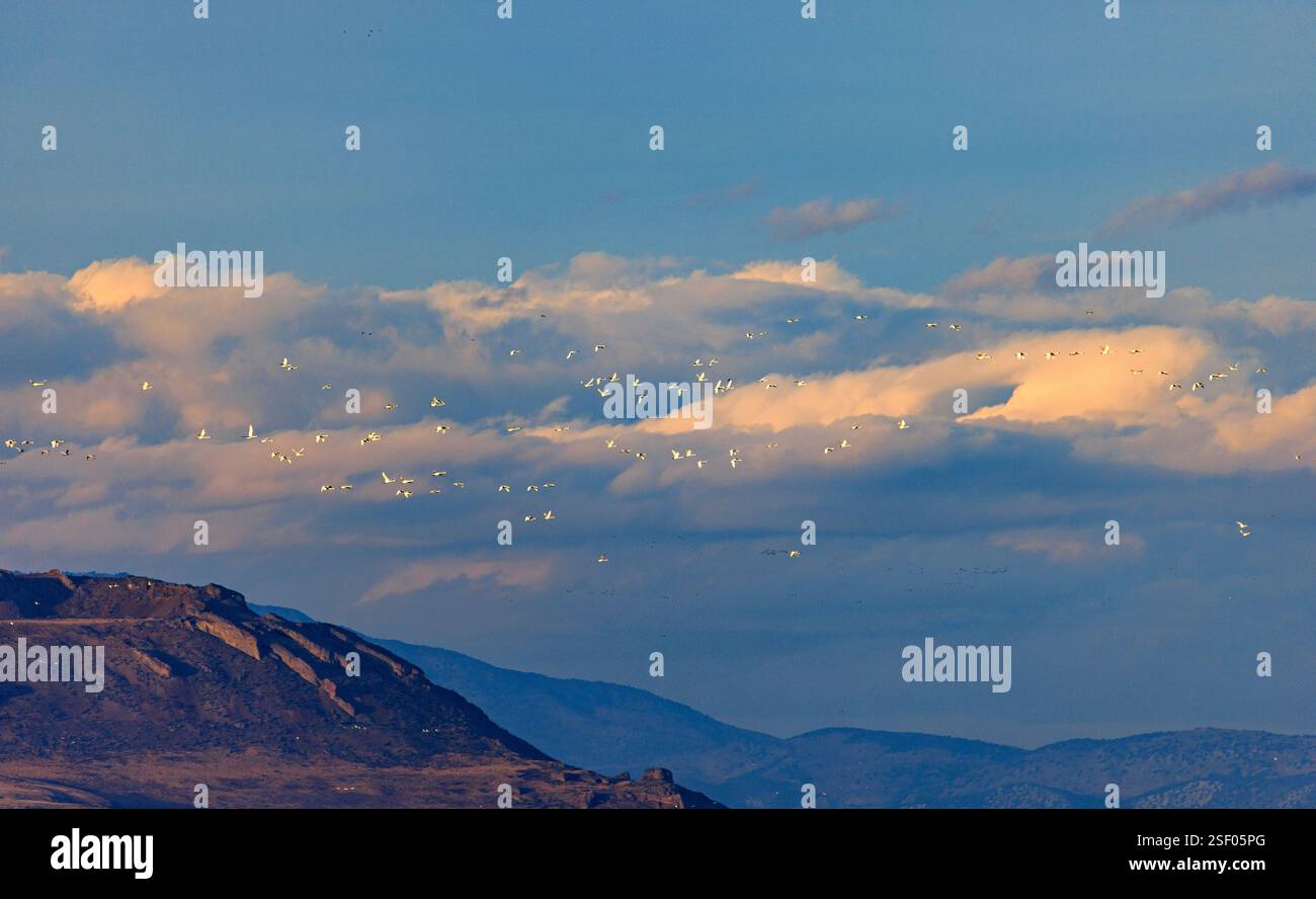 Tundra Swans (Cygnus columbianus) Migrate south as seen from the Bear ...