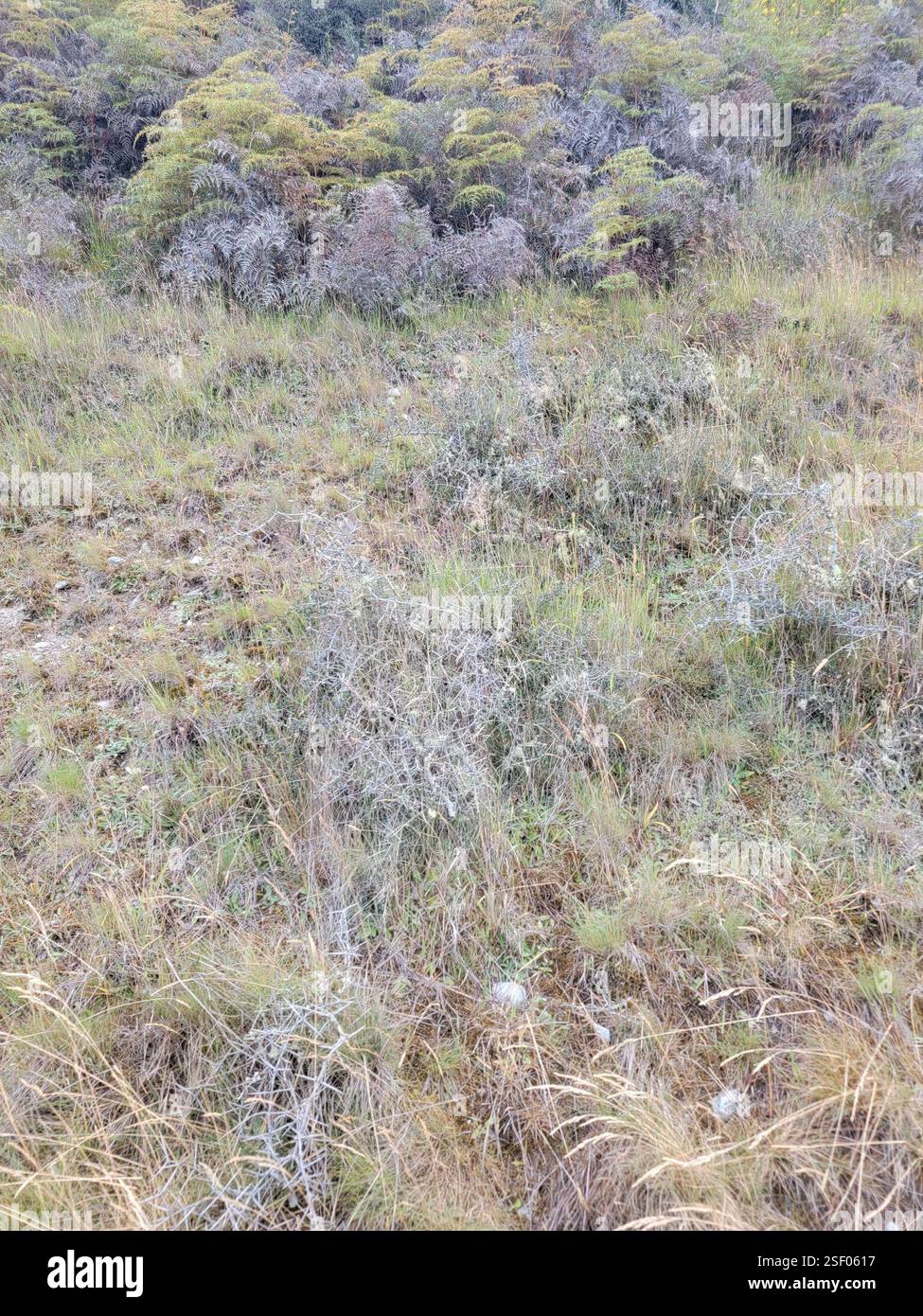 Matagouri (Discaria toumatou), Plantae, Mavora, New Zealand Stock Photo ...