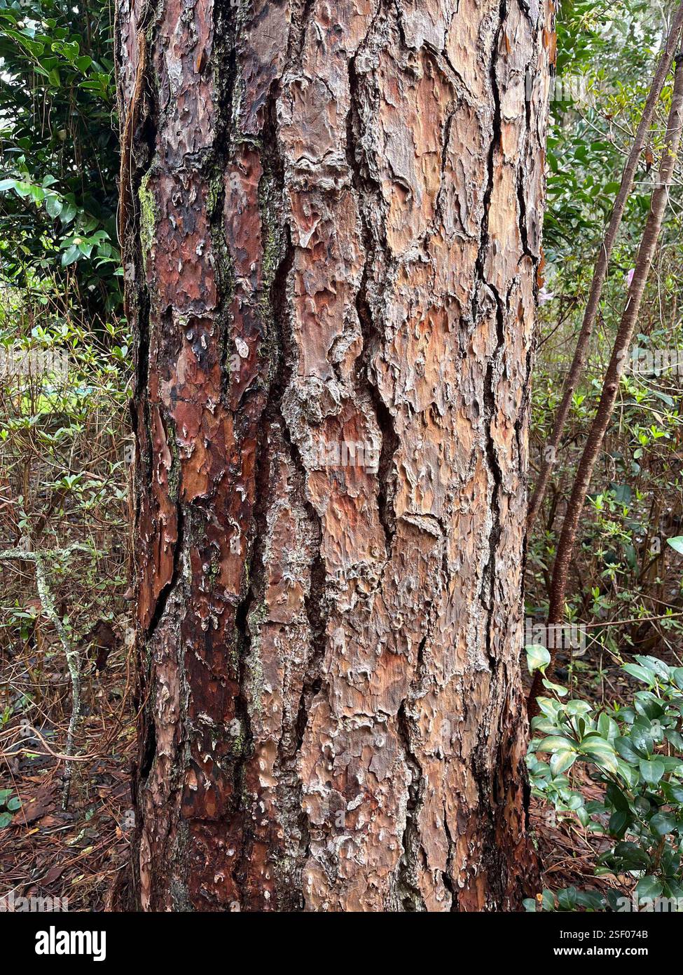 slash pine (Pinus elliottii), Plantae, Alfred B. Maclay Gardens State ...