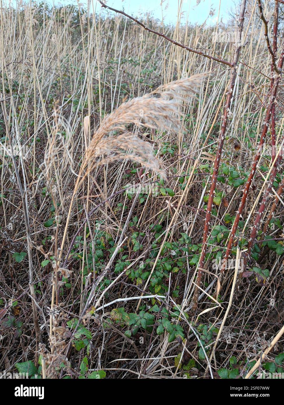 Chinese silver grass (Miscanthus sinensis), Plantae, Conwy Principal ...