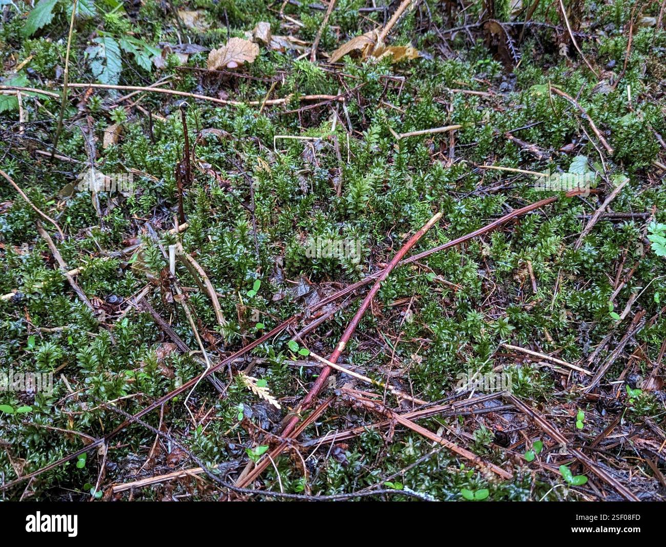 Badge Moss (Plagiomnium insigne), Plantae, Vancouver, BC V6G, Canada ...