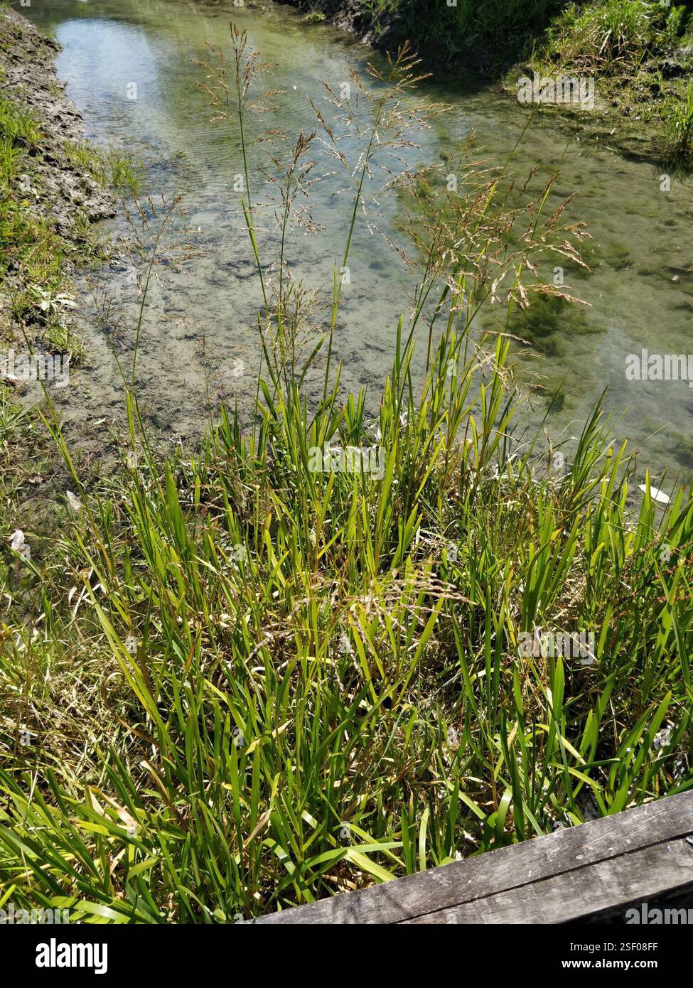 reed meadowgrass (Glyceria maxima), Plantae, Conservation Area ...